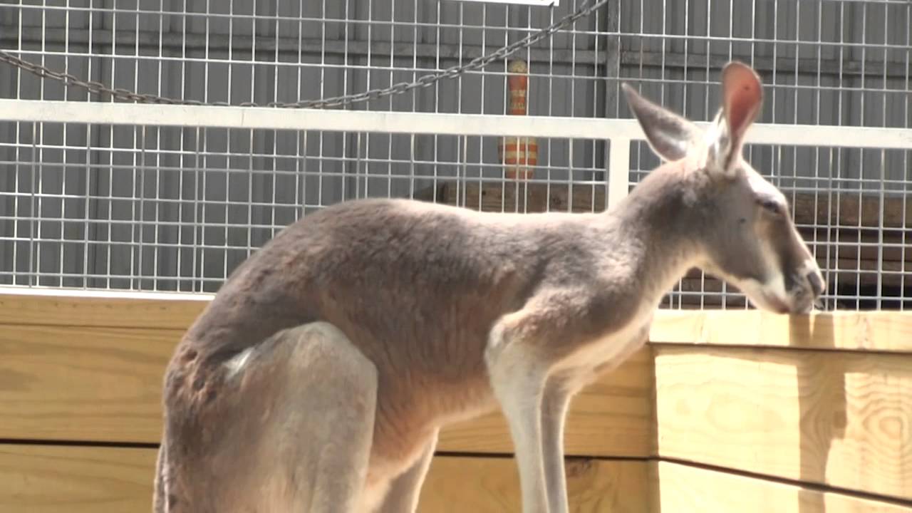 The GW Zoo - Around the Park 5-6 - YouTube