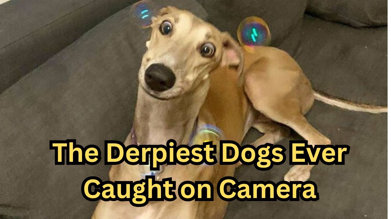 The Derpiest Dogs Ever Caught on Camera: Hilarious Canine Moments ...