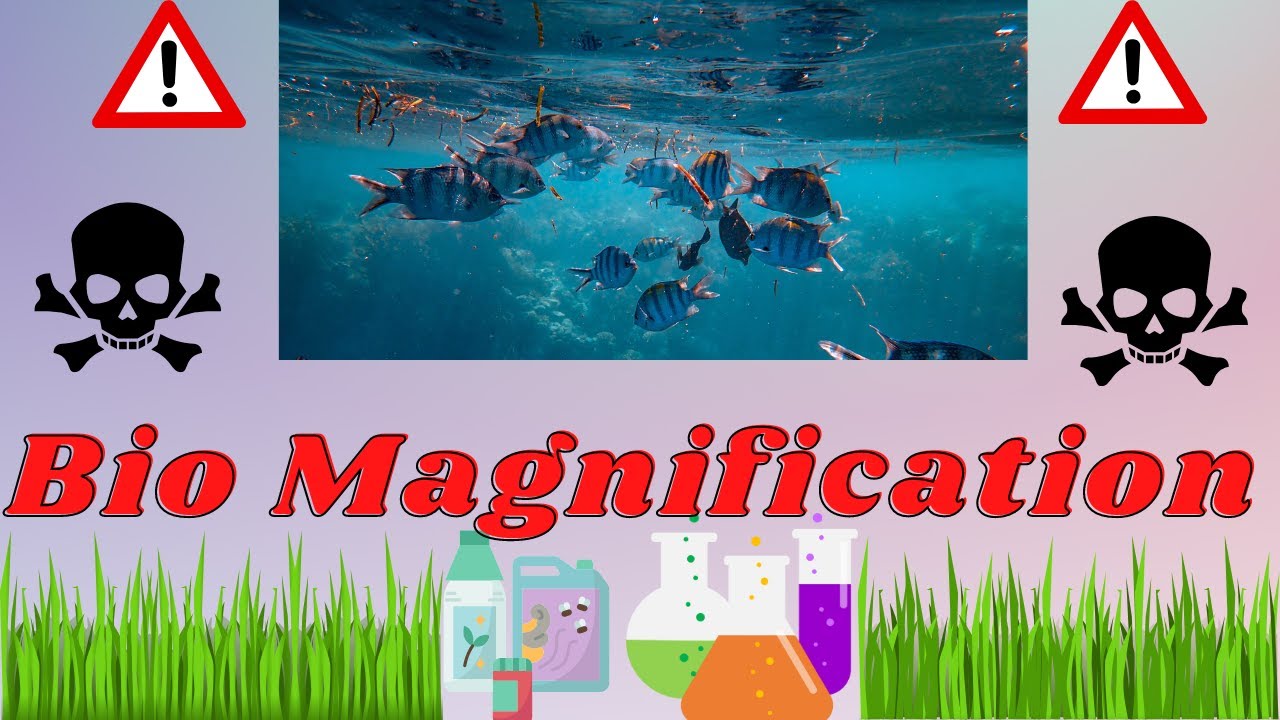 Biological Magnification or Bio Magnification💀💀 | Its Causes & Effects ...
