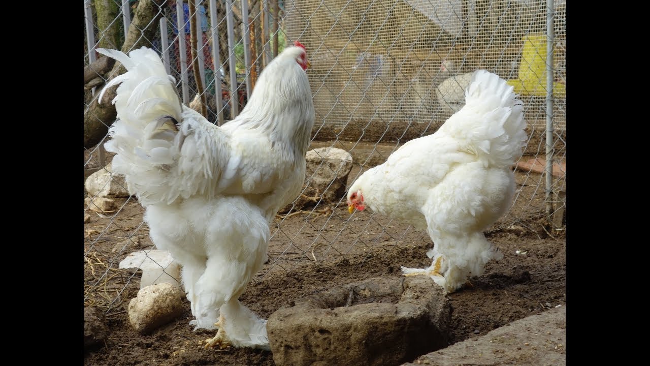 Chicken breeds - White brahma - White splash brahma - AGROKOTA.GR ...