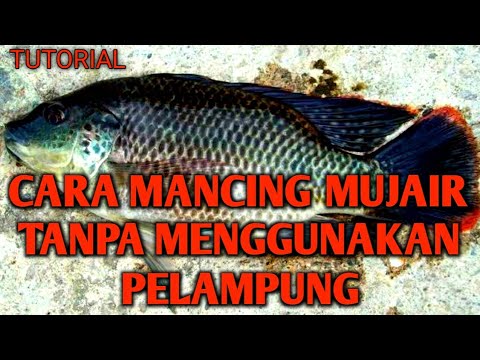 TUTORIAL CARA MANCING MUJAIR / FISHING TILAPIA TANPA MENGGUNAKAN ...