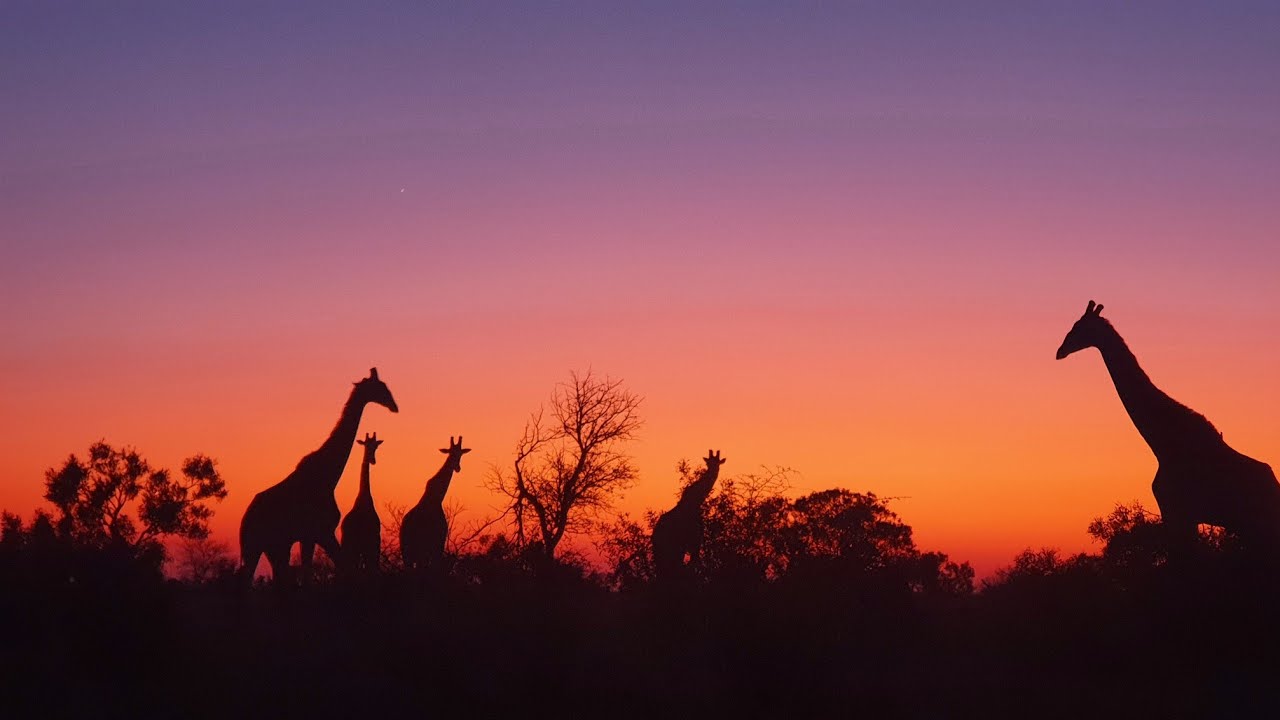 Kruger National Park, Sunset Safari Drive Orpen Gate | South Africa ...
