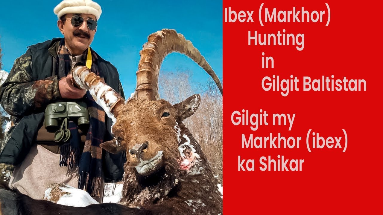 Himalayan Markhor Ibex hunting in Gilgit Baltistan | Trophy Hunting of ...