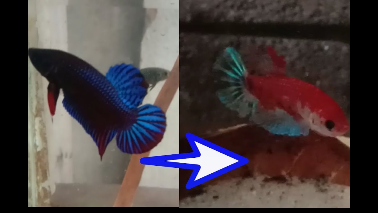 When wild betta turn into modern betta #crossbreeding project - YouTube