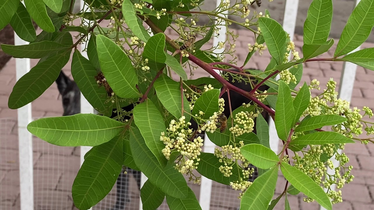 Who Loves Brazilian Pepper? HONEY BEES! - YouTube