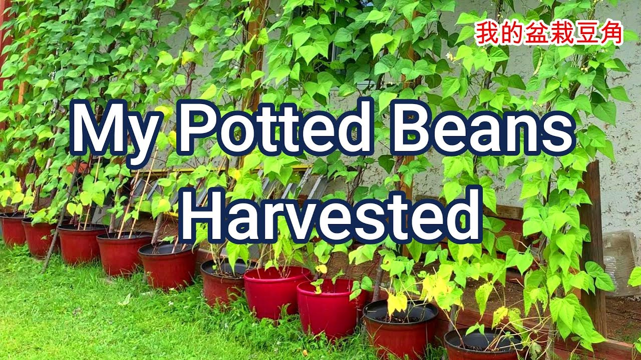 My Potted Beans Big Harvested | 我的盆栽豆角大丰收了 - YouTube