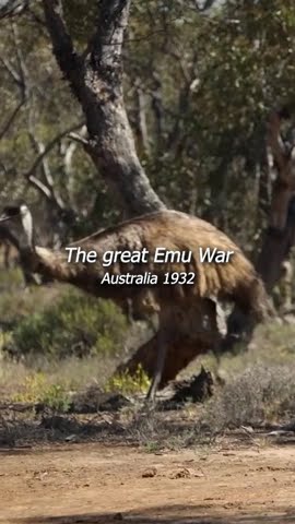 The Great Emu War: How Australia Lost a War to Birds (1932) - YouTube