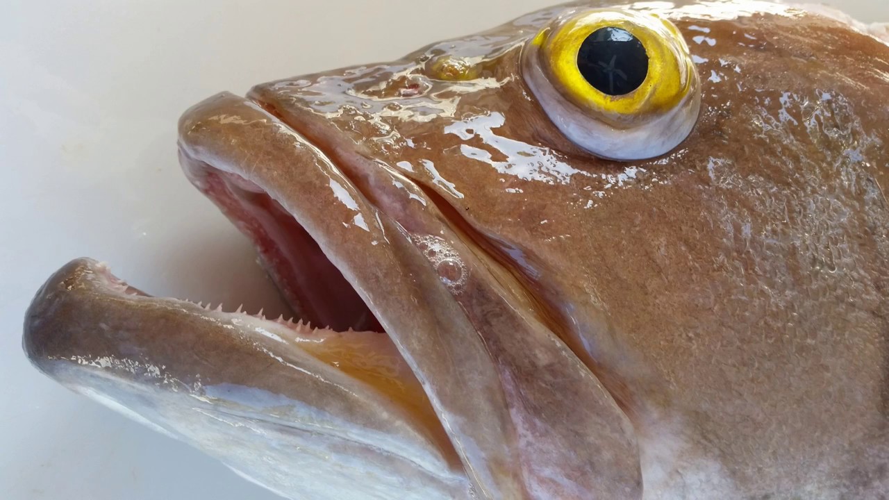 Florida Keys Deep Dropping 4-29-2016 Yellowedge Grouper - Fish the ...