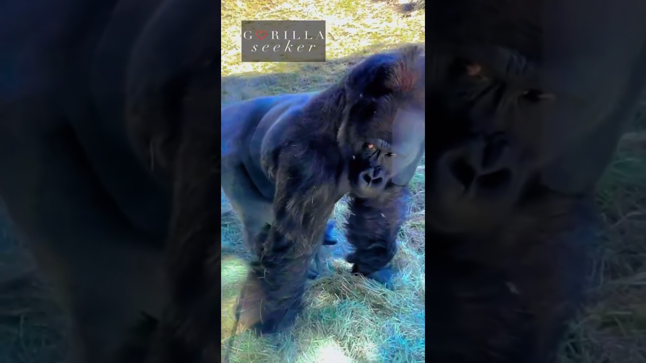 Side-eye. #Gorilla #Silverback - YouTube