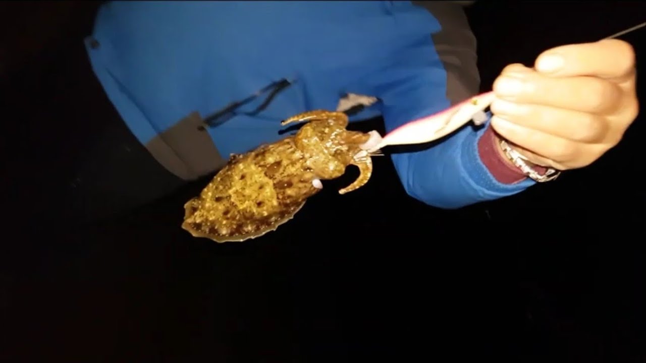 Pak leksione peshkimi,Sepje dhe Kallamar! - YouTube