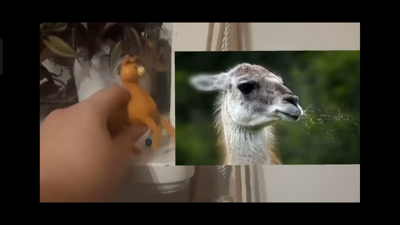 Meet the Animals 111: Llama - YouTube
