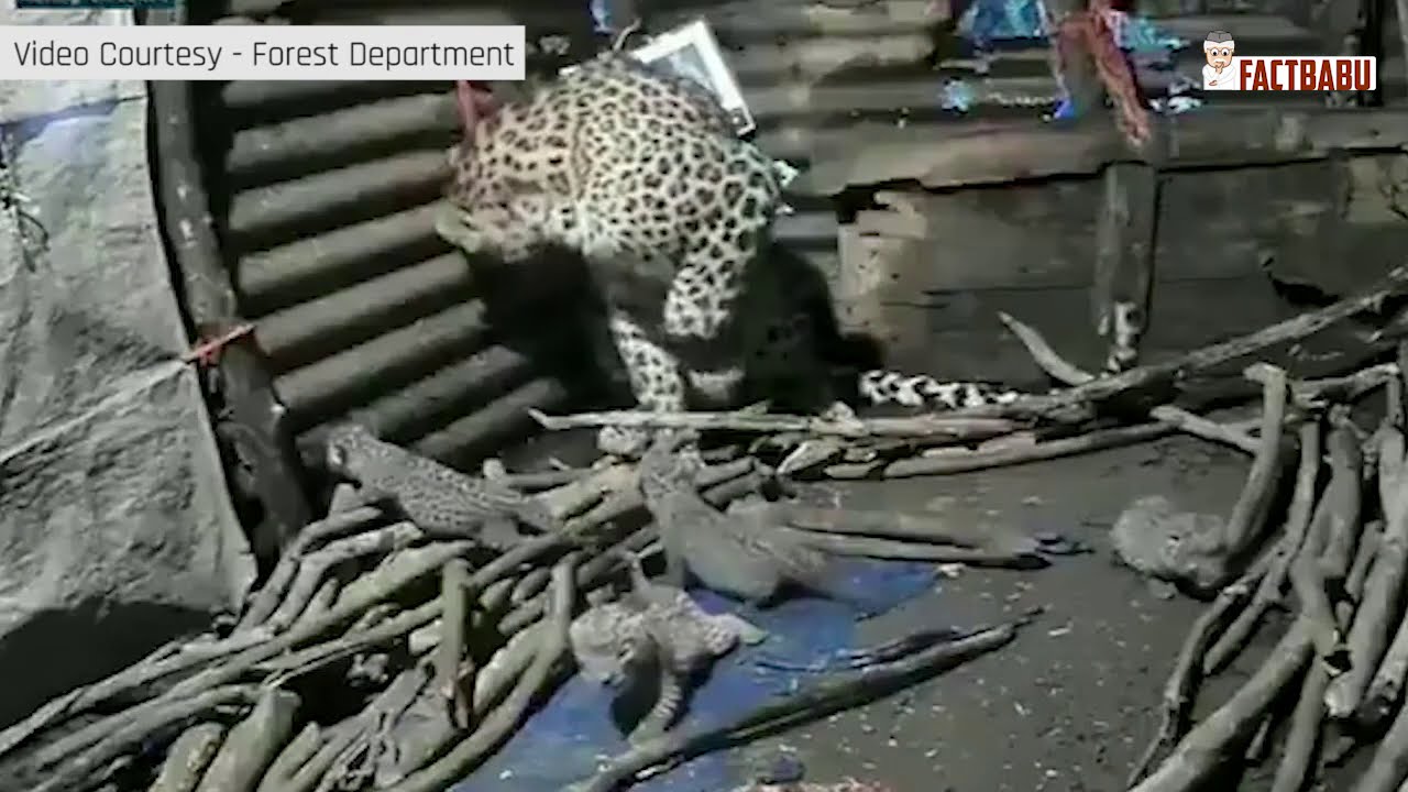 A leopard gave birth to four cubs inside a hut in Igatpuri area of ...