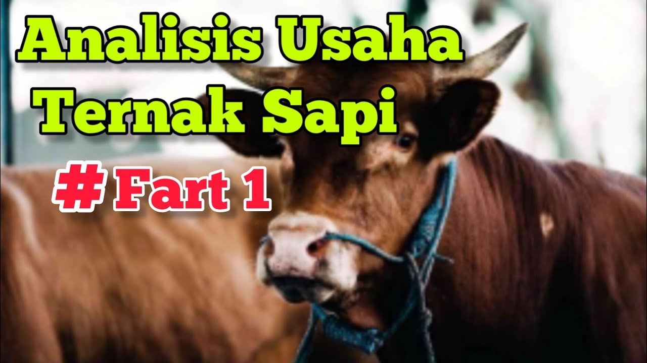 Strategi Pengembangan Usaha Ternak Sapi Potong#FART1#NjangYusup - YouTube