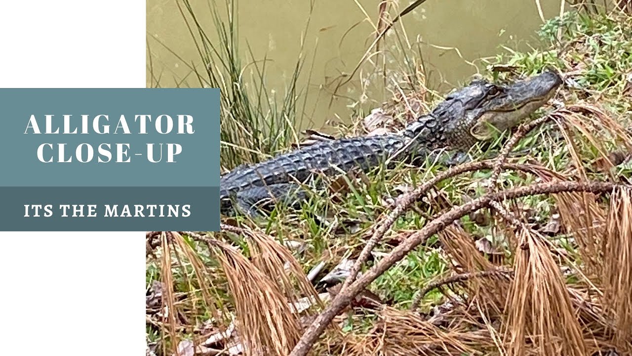 How to become friends with an alligator - YouTube