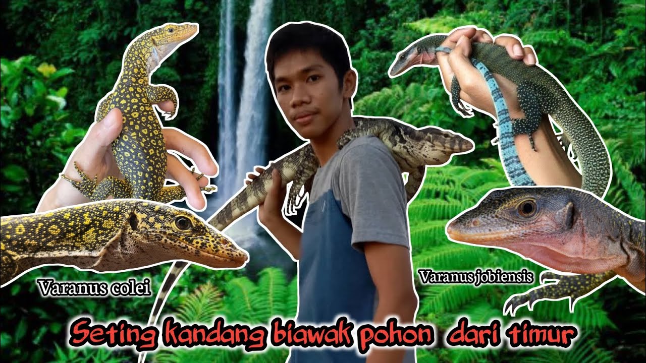 Seting kandang. Varanus colei ( Biawak kei Maluku ) dan Varanus ...