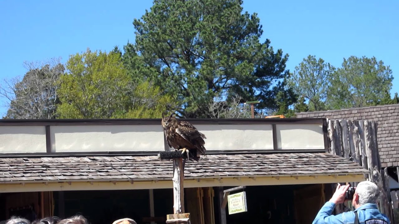 Sky Kings Falconry - Eagle Owl - YouTube