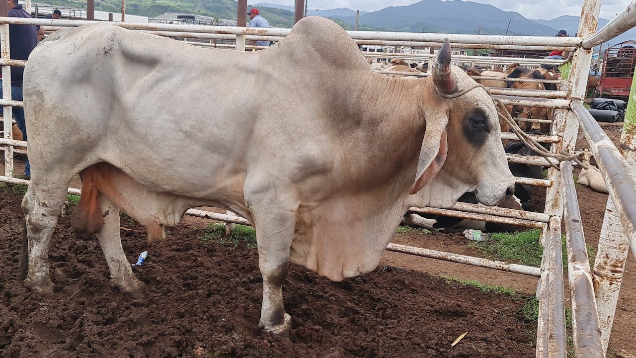 toro con un valor de 10,000💵Guatemala, - YouTube