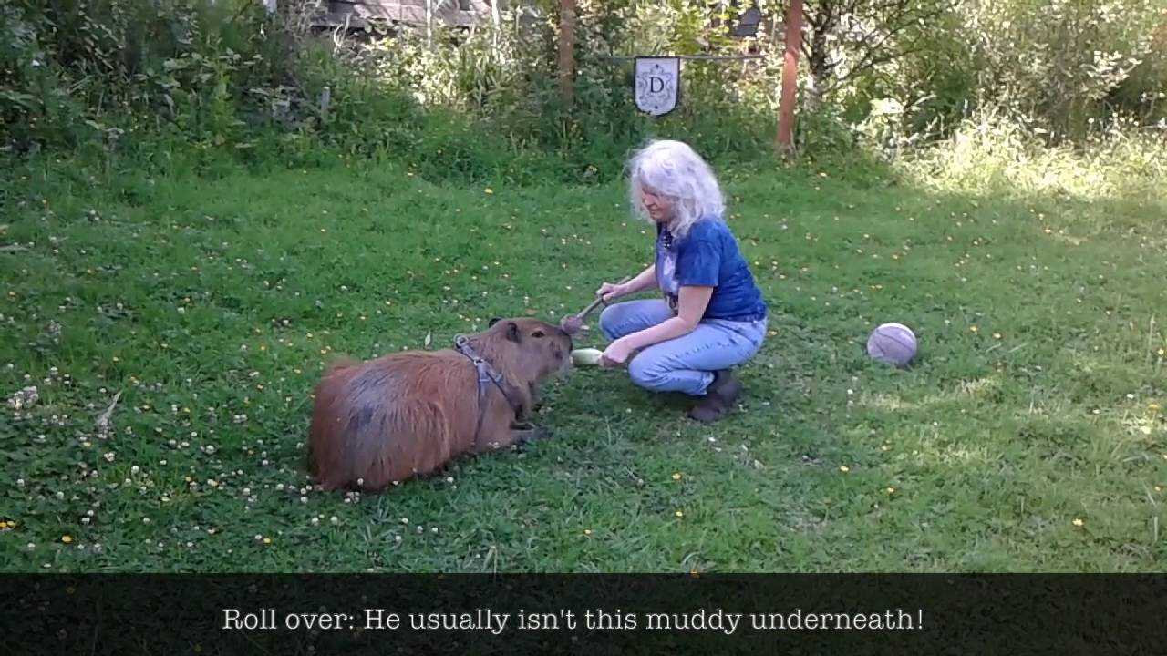 Capybara Training: The Trickster - YouTube