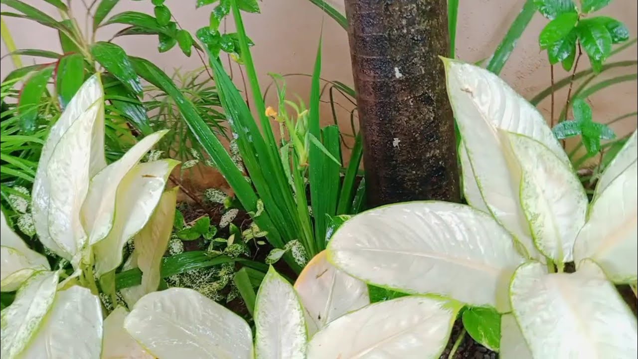 kumusta garden nyo pagkatapos ng walang tigil na ulan at pag baha ...