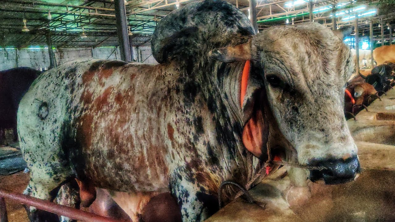 Exclusive Nepali Gir Pakra Bull 2020 || Eid Collection || Cow Lovers ...