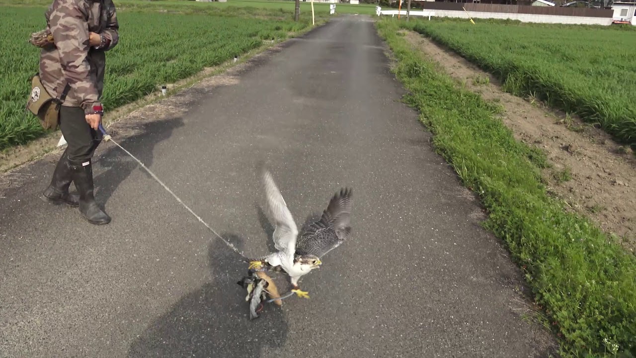 餌の時間 today`s feeding falcon lure training.3/30 - YouTube