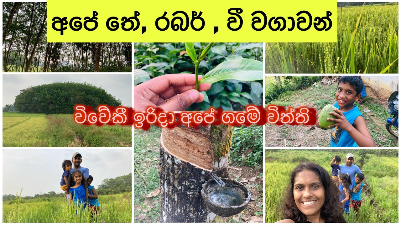 එන්න බලන්න තේ,රබර්,වී අපේ වගාවන්| අපි වවමු රට නගමු|කෘෂි ආර්ථිකය නගා ...