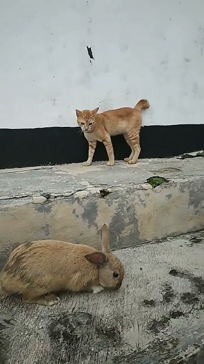 kelinci vs kucing#kucing - YouTube