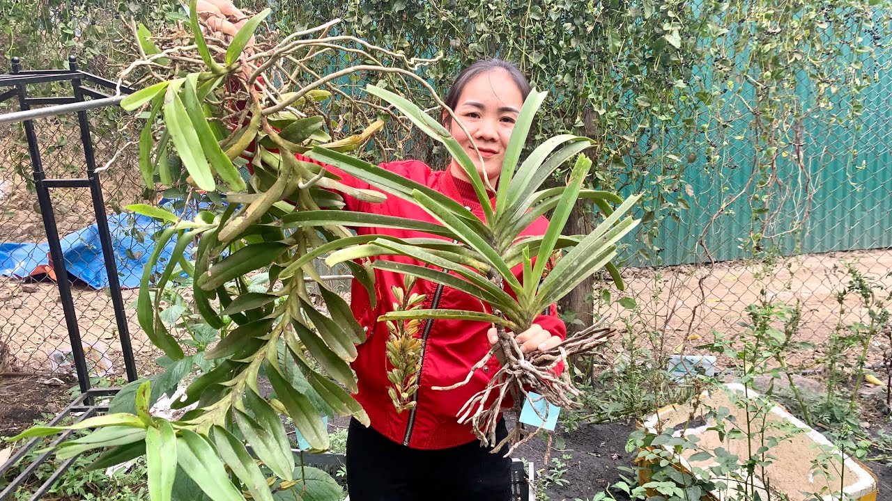 10/01/2025 EM NGỌC LAI CHÂU BÁN LAN RỪNG 0975 999 767 || PHONG LAN RỪNG - YouTube