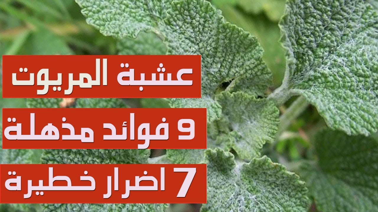 المريوت نبات عشبي يقدم 9 فوائد عظيمة و7 اضرار لا يستهان بها يجب الحذر Youtube