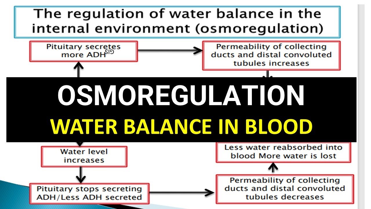 OSMOREGULATION USING ADH (WATER BALANCE IN BLOOD) HOMEOSTASIS OF WATER ...
