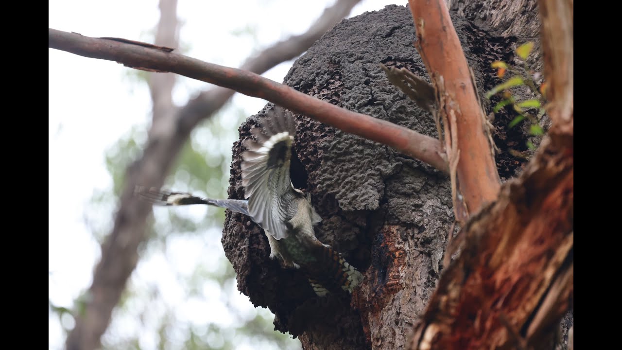 Laughing Kookaburra digging nesting chamber in a termite nest - YouTube