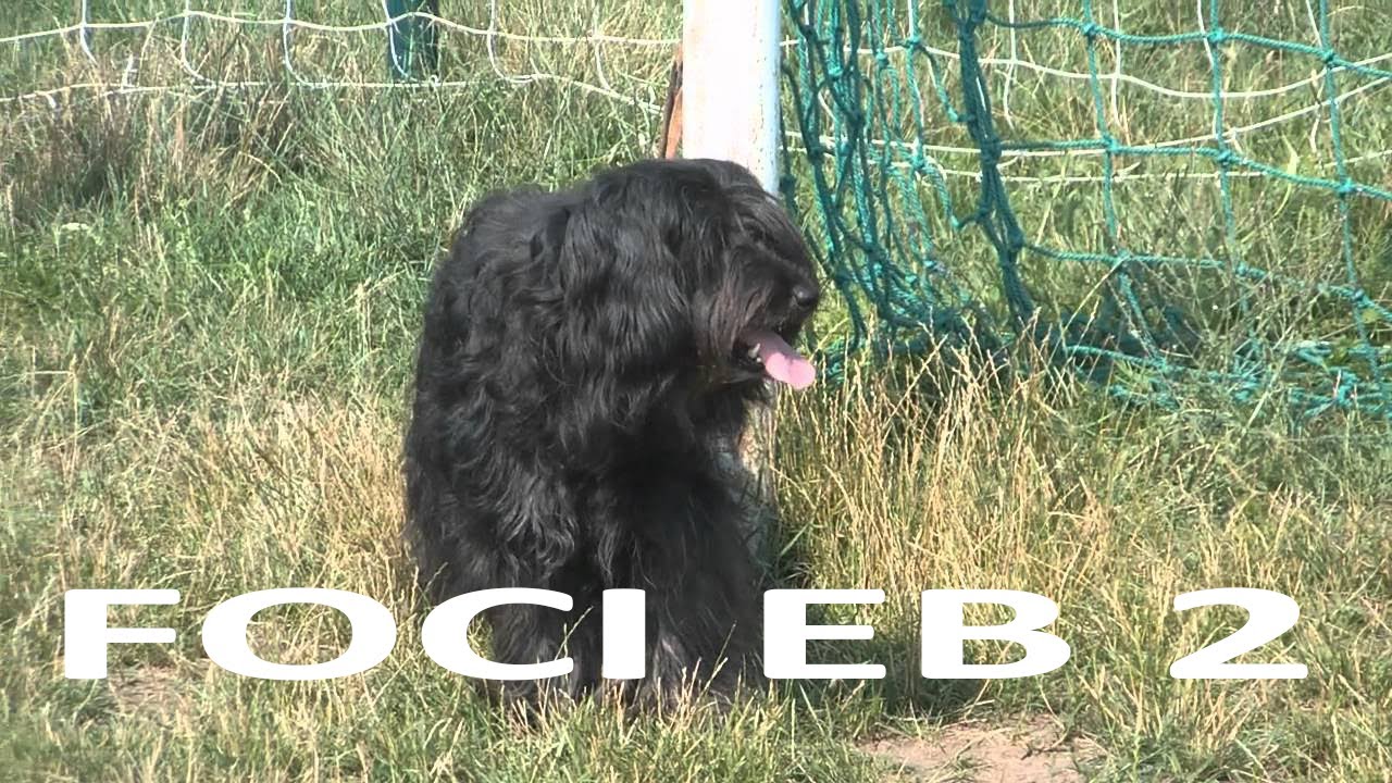FOCI EB 2!!! By Pamkutya (Nézzétek a leírást!) - YouTube
