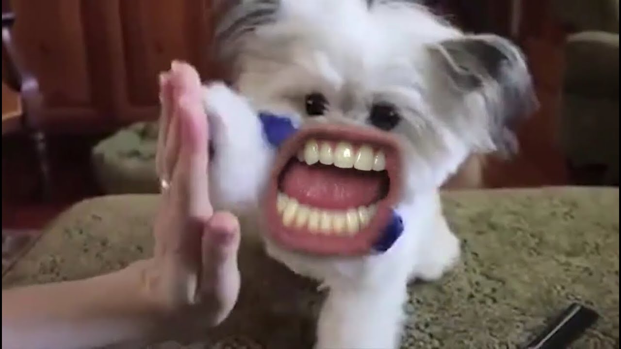 Dog On A Human Mouth