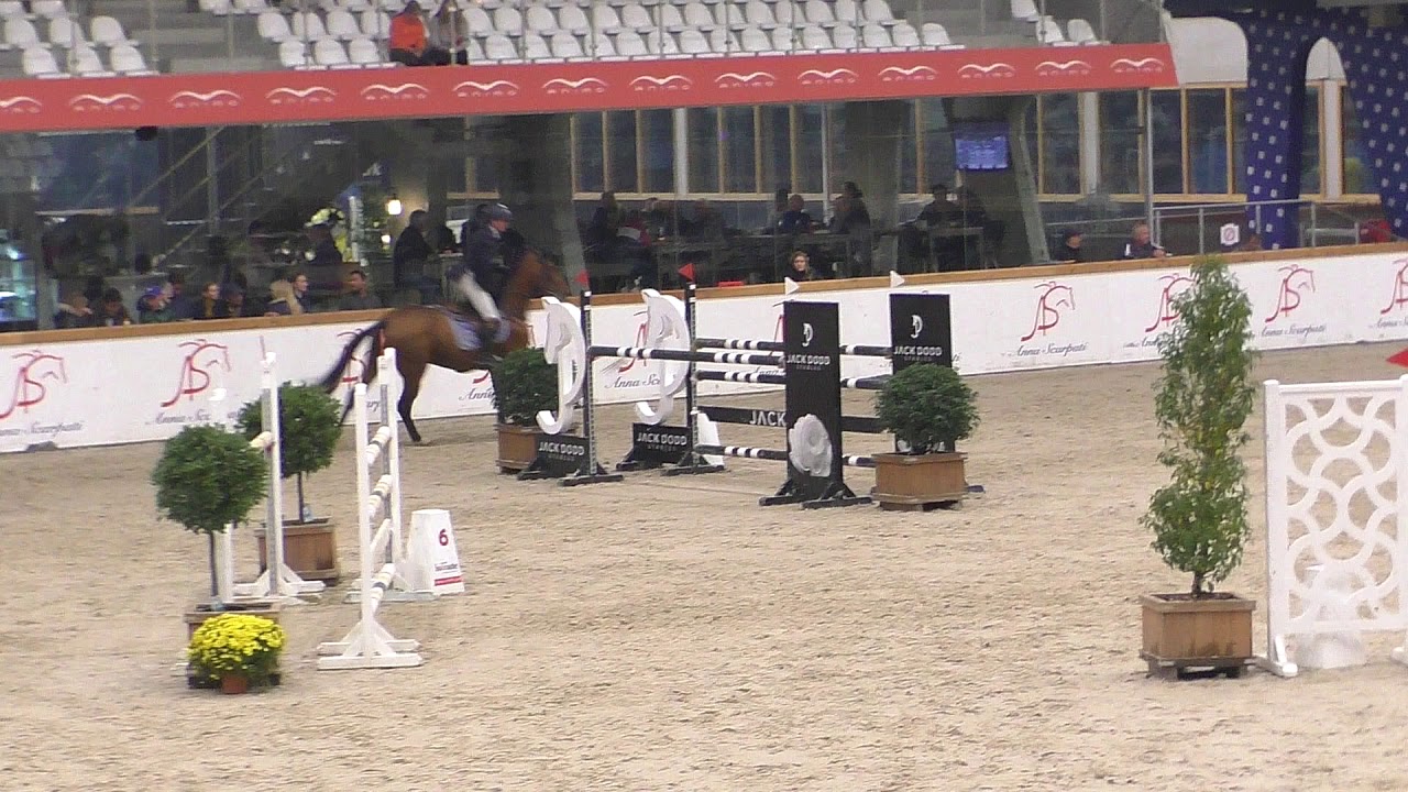 Elvis Ter Putte x Armitage, Stallion, Born 2012 - YouTube