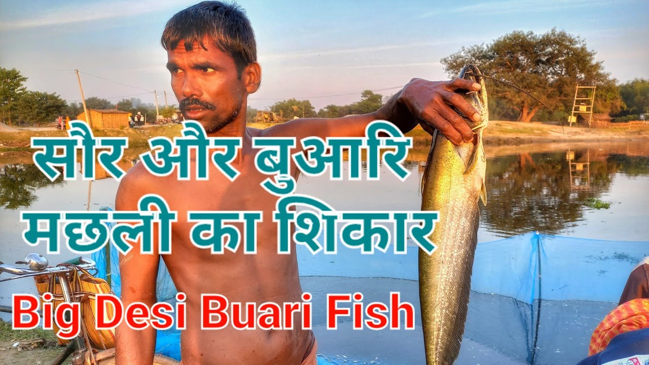 fish hunting | catching big desi buari fish | fish farming - YouTube