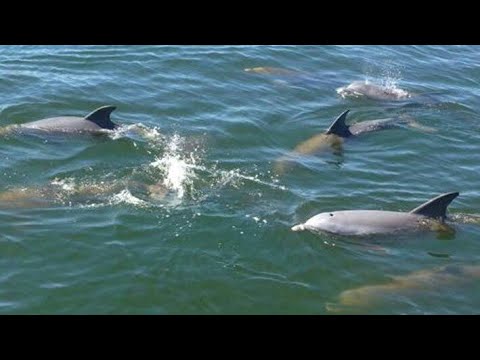 GOA-Dolphin Trip in Goa .Goan Traveller. - YouTube