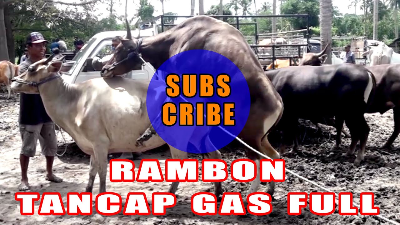 Rambon Cow Married | Sapi Bali Rambon dengan PO | natural animal meeting | cow bull and buffalo ...