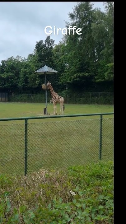 zoo animals part 1 - YouTube