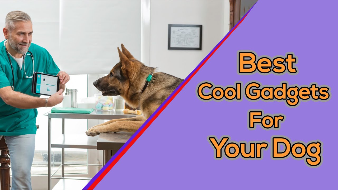 Best Amazing Pet Gadgets || Cool Products Every Dog Lover Needs - YouTube