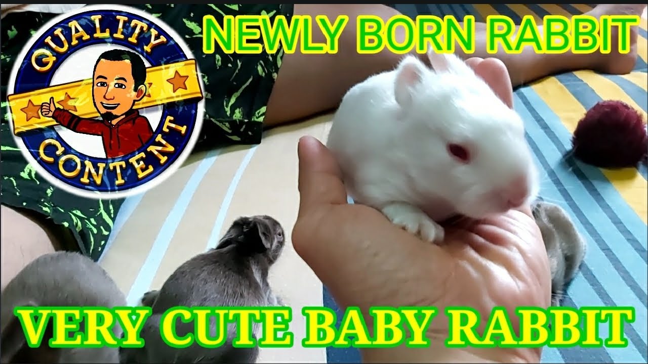 Seeing newly born rabbit|| cute baby rabbit - YouTube