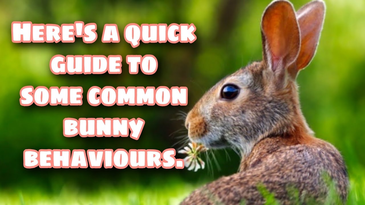 9 Common Rabbit Behaviours Explained!-Rabbit Farming, Facts and Care ...