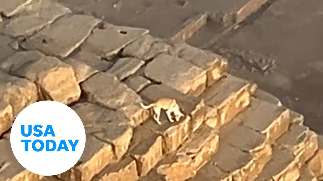 Paraglider films dog that climbed to top of Great Pyramid of Giza | USA ...