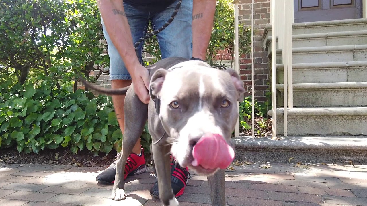 "Charlie" 8 month old American Staffordshire Terrier, Off Leash K9 ...