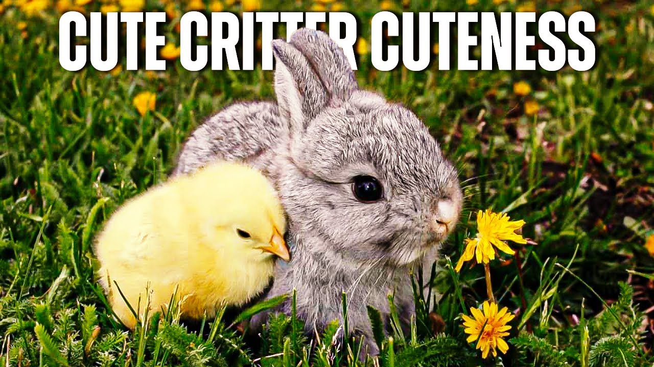Adorable Baby Animal Compilation: Heartwarming Moments - YouTube