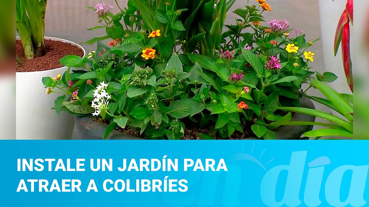 Ideas Para Jardines De Colibríes