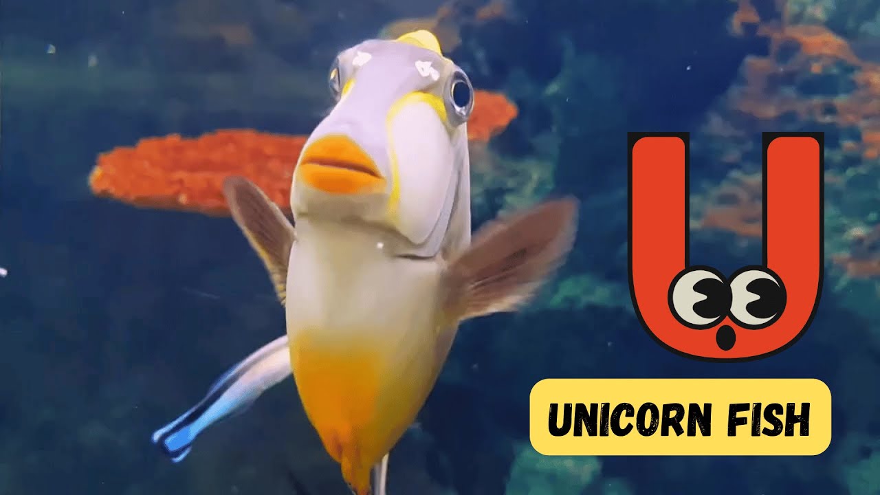 ABC 104 Sea Animals 🐠🌊 | Learn A to Z with Ocean Creatures | #abcd # ...