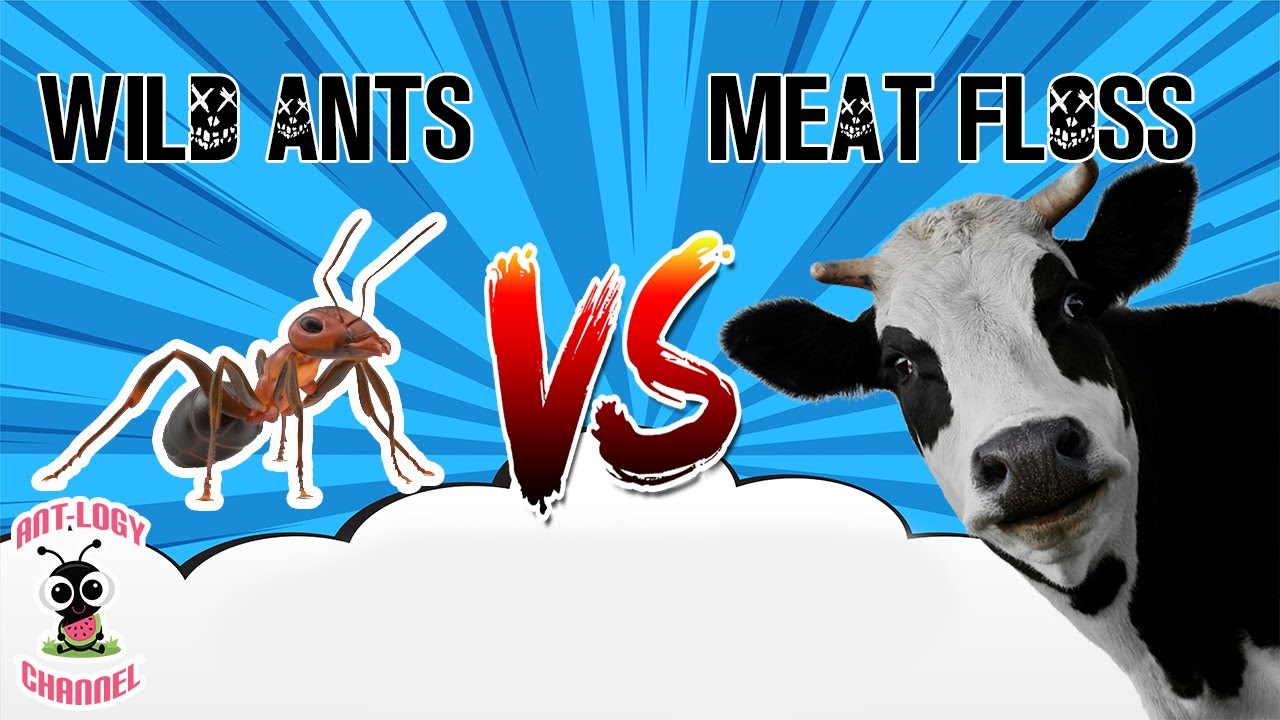 wild ants vs cow [ DEAD COW ] spicy, juicy tender meat - YouTube