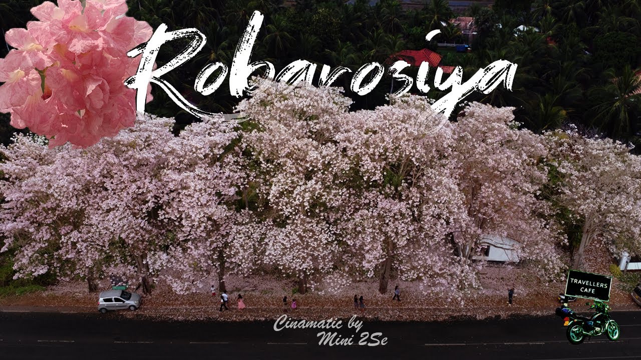 Robarosiya Season at Chilaw Cinematic 2 හලාවත රොබරෝසියා මල් පීදෙන ...