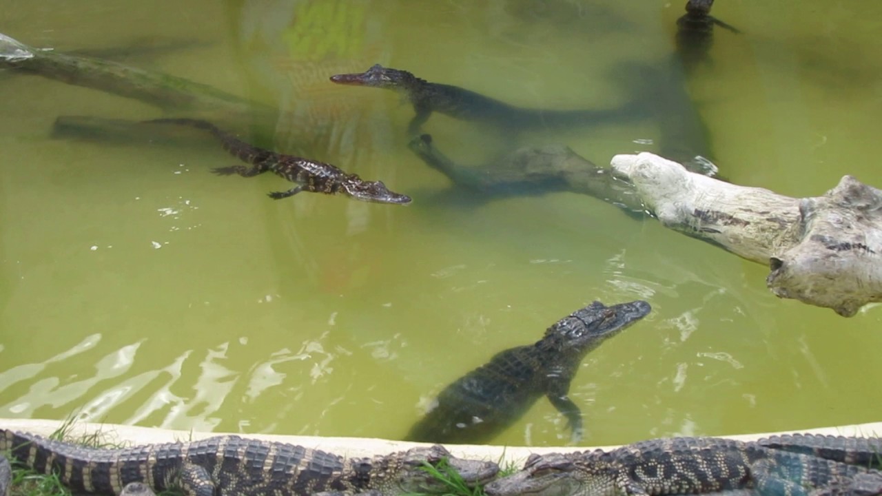 Gators at Fun Spot (March 17) - YouTube