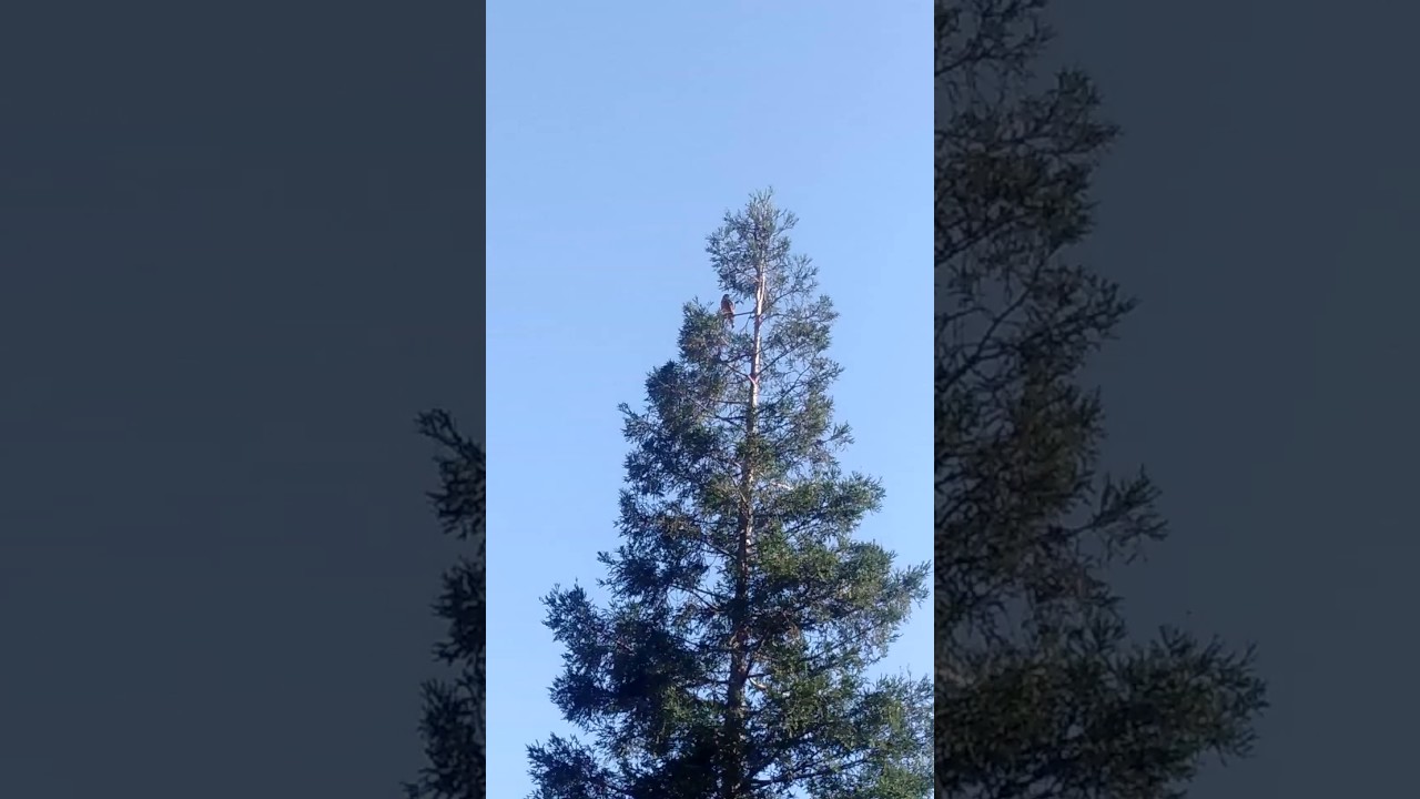 Big Ass Bird Youtube